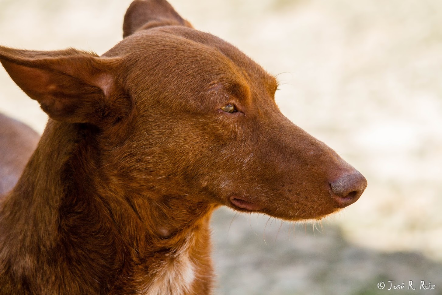 Moro - Refugio Kimba