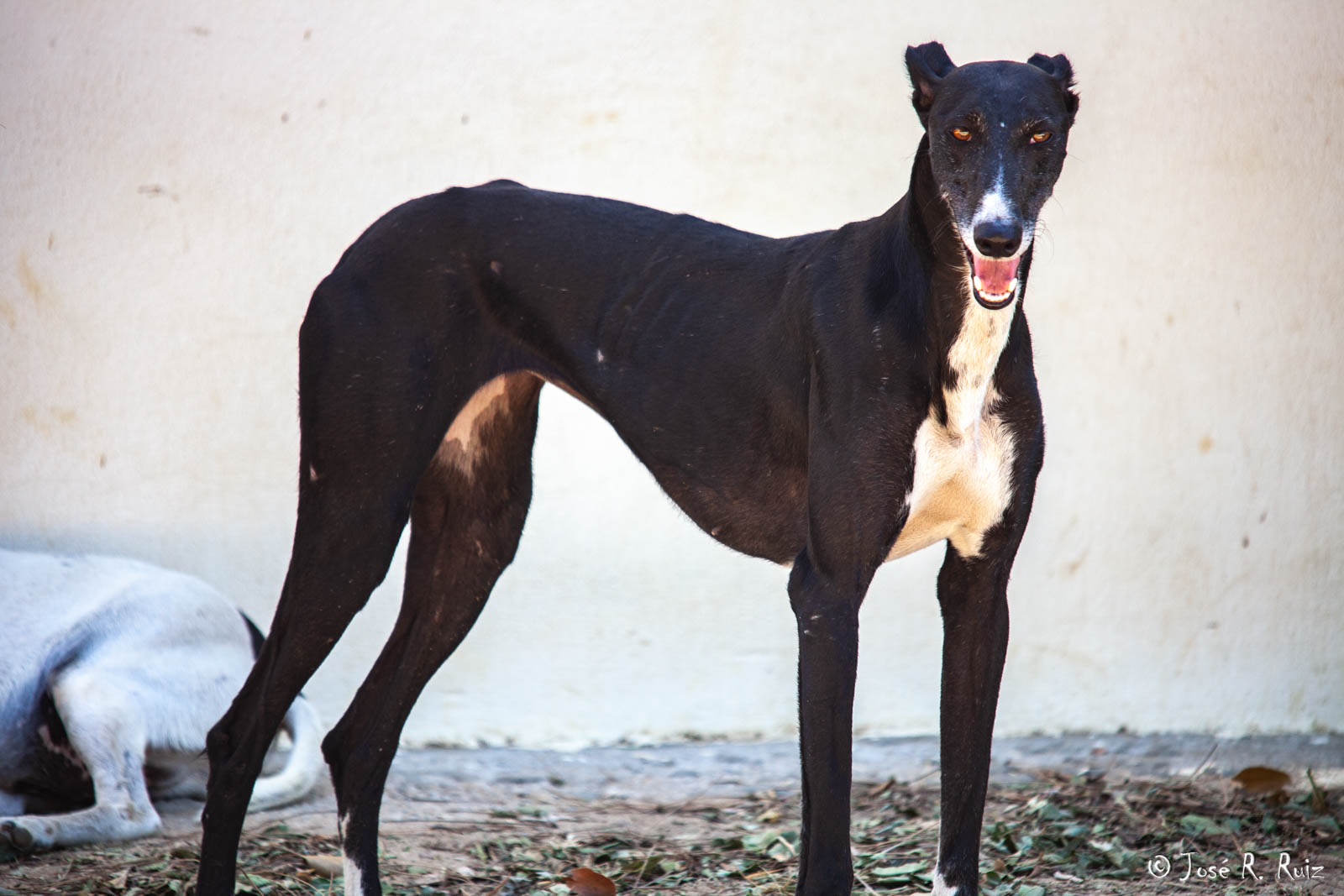 Moka - Refugio Kimba