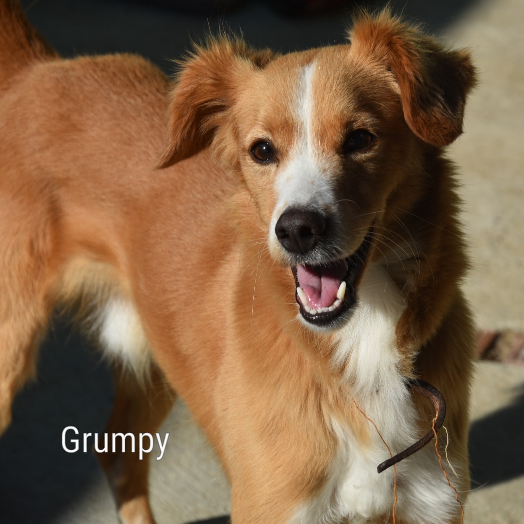 Grumpy - Refugio Kimba