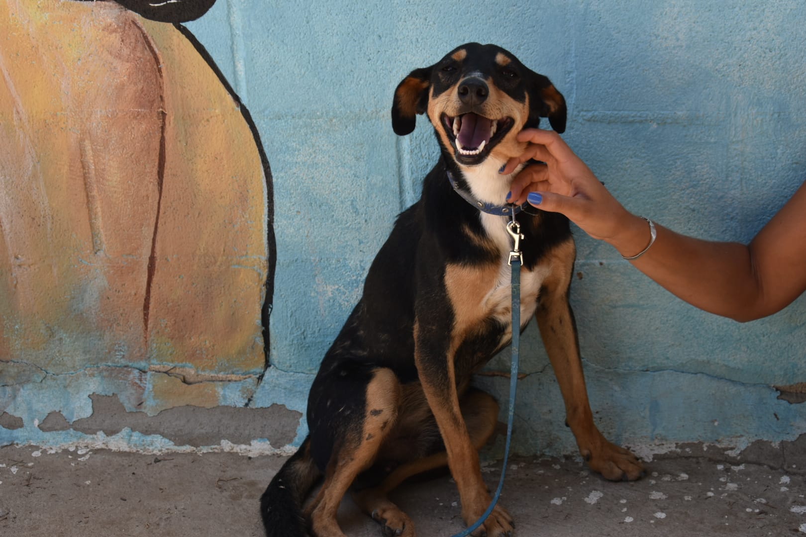 Popi - Refugio Kimba